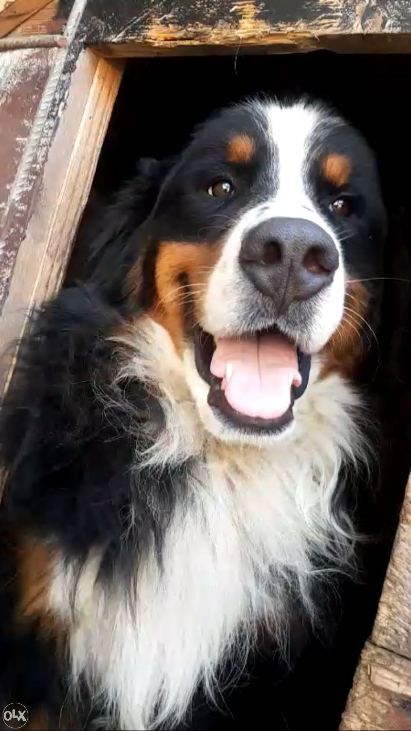 Bernski pas Svicarski planinski ovcar - Psi i Štenad - OLX.ba