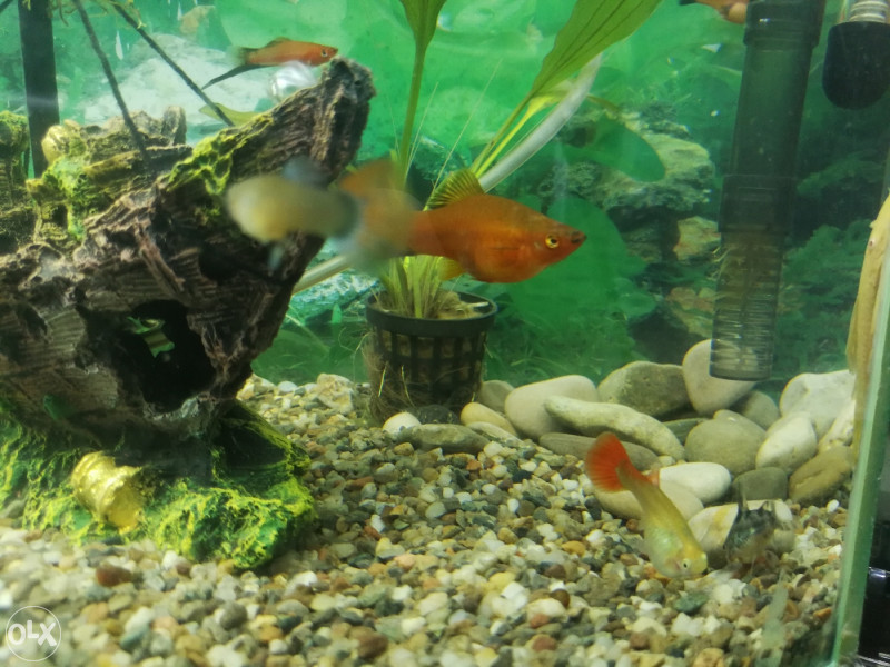 Miks gupi moli plati ksifo ribica - Ribice - OLX.ba