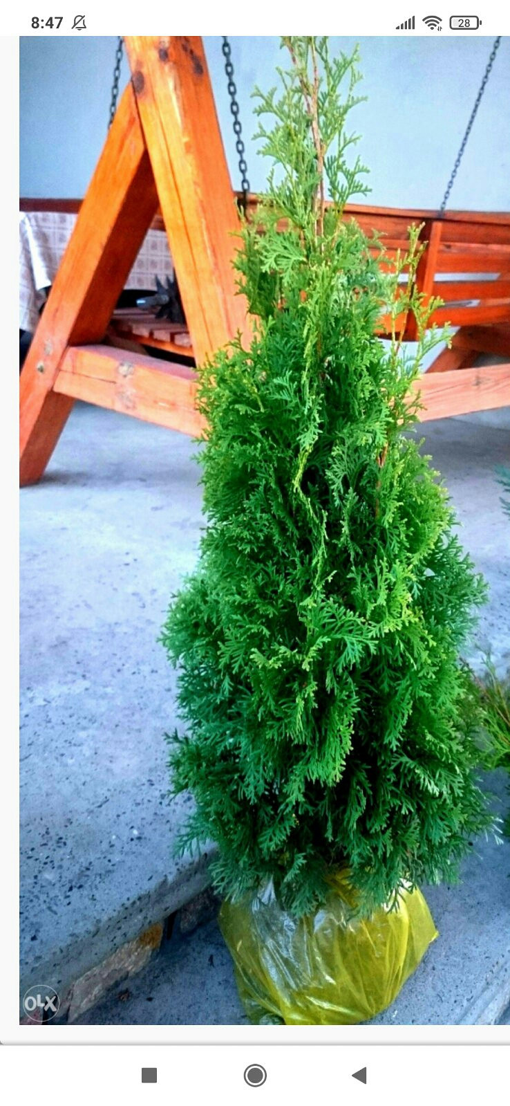 Ukrasno bilje,tuje smaragd cempresi kolumne - Sadnice - OLX.ba