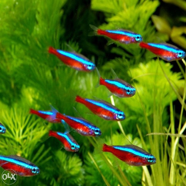 Kraljevska neonka - Ribice - OLX.ba