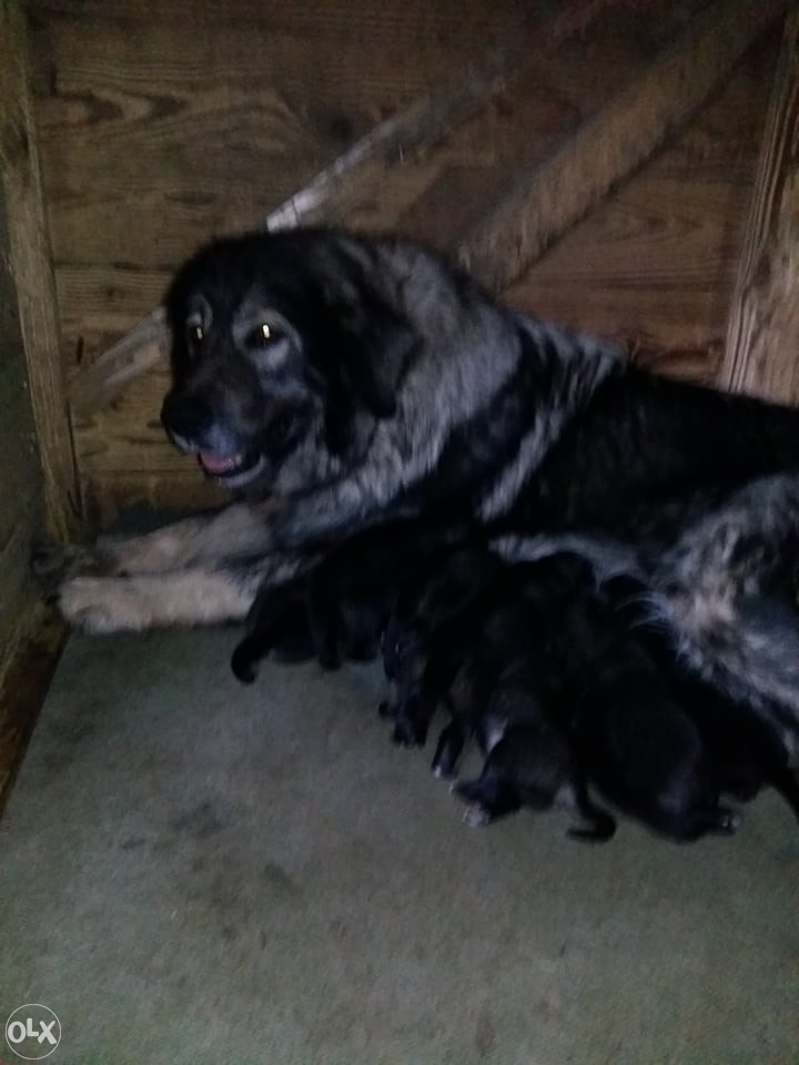 Sarplaninac, stenad, stenci, sarplaninca - Psi i Štenad - OLX.ba