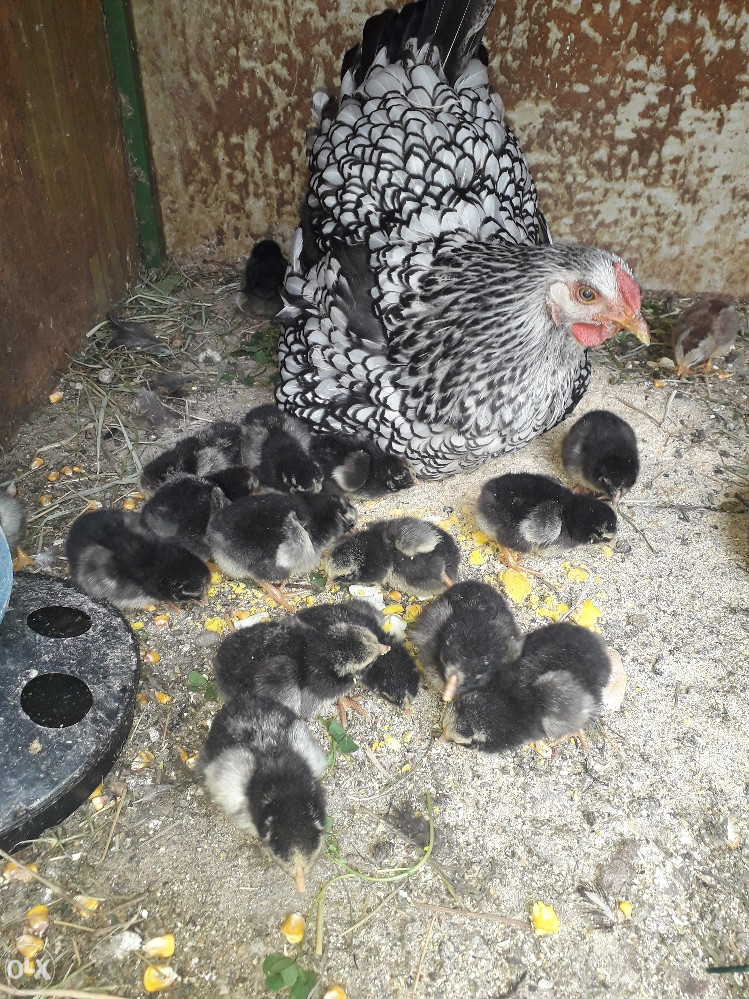 Kokoske srebrena vijandota - Jaja za nasad - OLX.ba