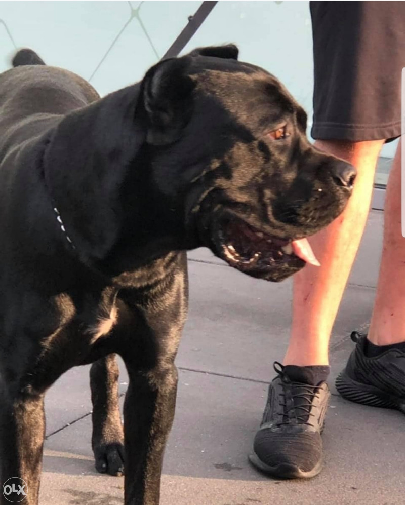 Muzijak rasni spreman za parenje Cane Corso - Psi za parenje - OLX.ba
