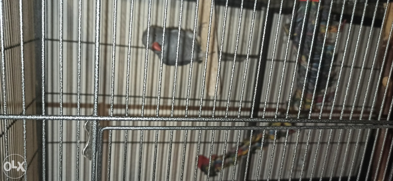 Mali Aleksandar sa velikim kavezom - Ptice - OLX.ba