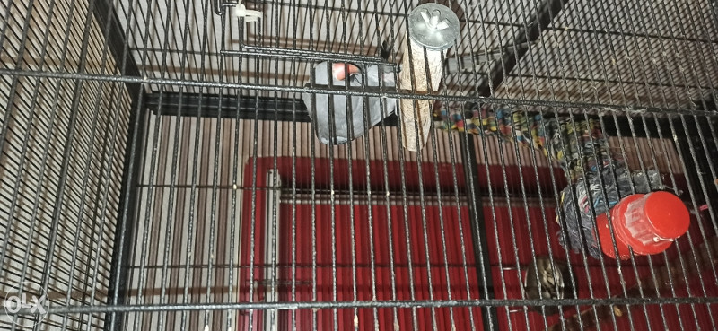 Mali Aleksandar sa velikim kavezom - Ptice - OLX.ba