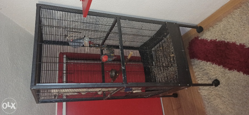 Mali Aleksandar sa velikim kavezom - Ptice - OLX.ba