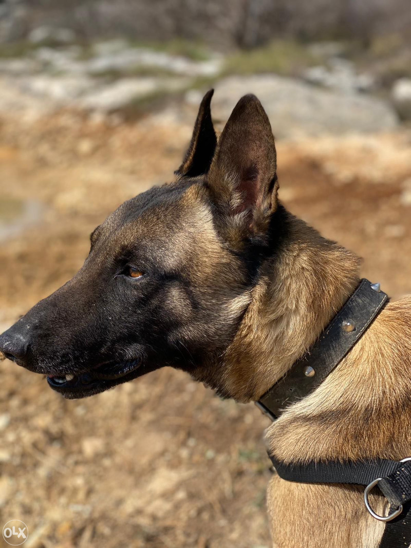 Belgijski ovcar malinoa stenci - Psi i Štenad - OLX.ba