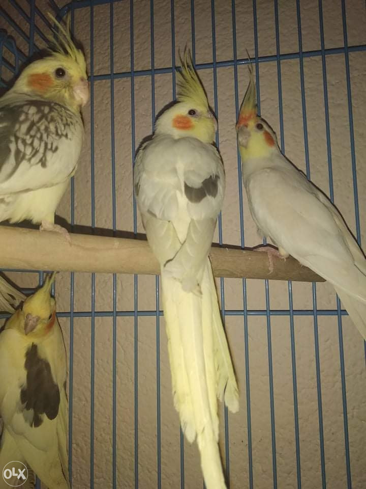 Ptica nimfa - Ptice - OLX.ba