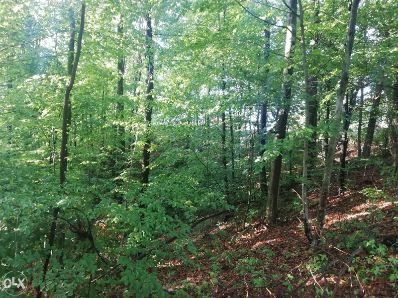 Sumu, suma, trupci, bukva, hrast, plac zemlja - Zemljišta - OLX.ba
