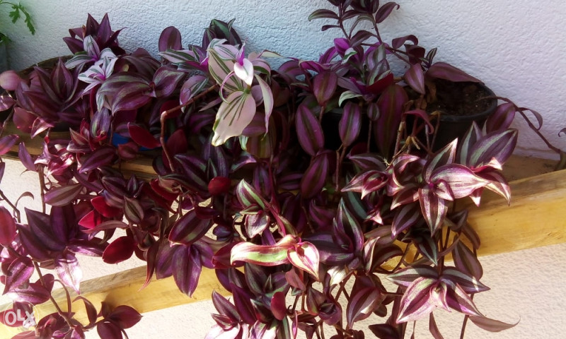 Ukrasne kucne loze - Biljke i cvijeće - OLX.ba