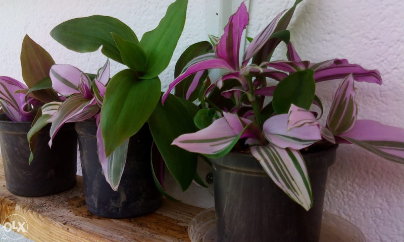 Ukrasne kucne loze - Biljke i cvijeće - OLX.ba