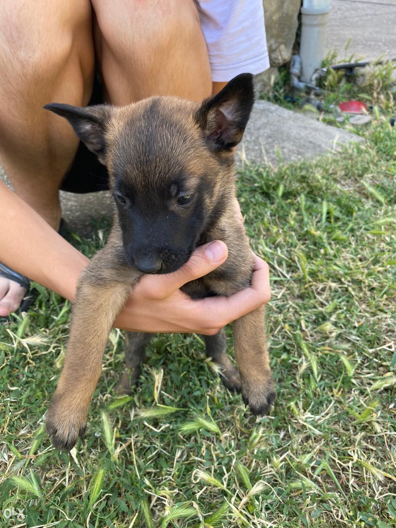 Belgijski ovcar malinoa stenci - Psi i Štenad - OLX.ba