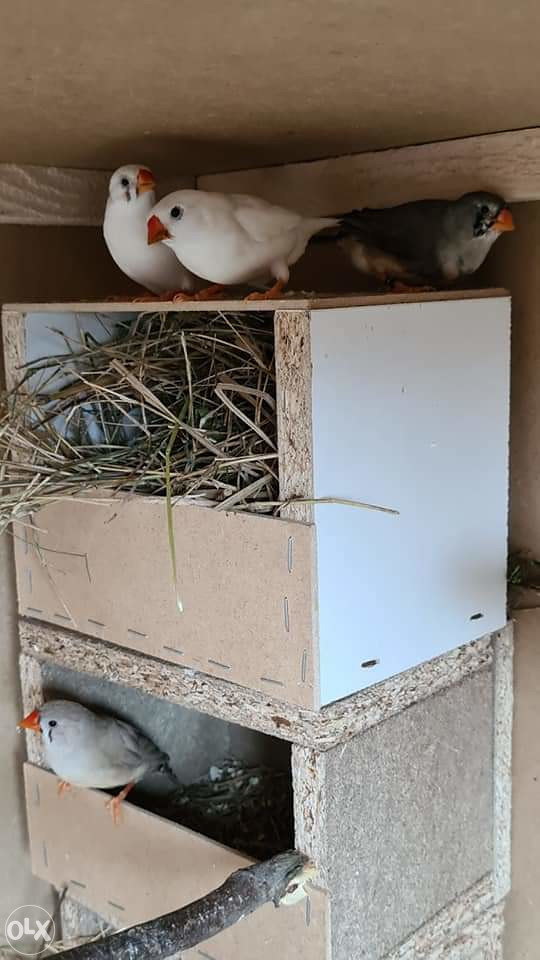 Australijske zebe - maticni parovi i mladi.. - Ptice - OLX.ba