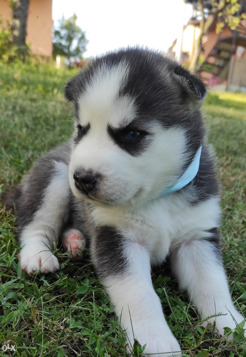 Sibirski Haski - Psi i Štenad - OLX.ba