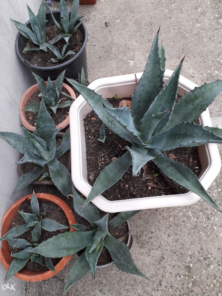 Američka agava - sadnica - Sadnice - OLX.ba