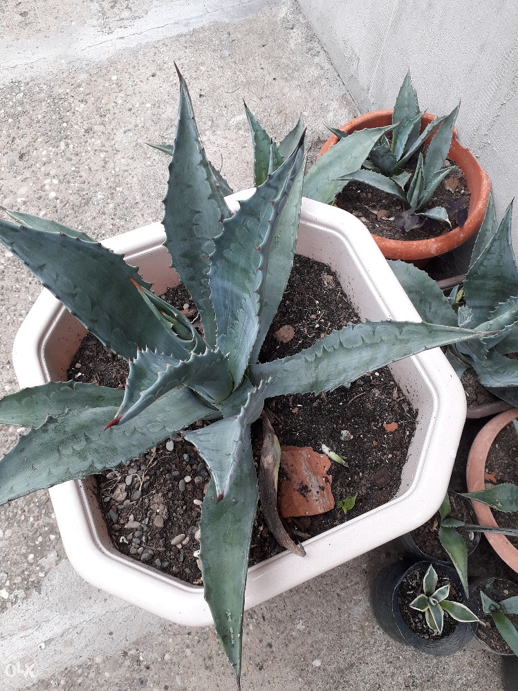 Američka agava - sadnica - Sadnice - OLX.ba