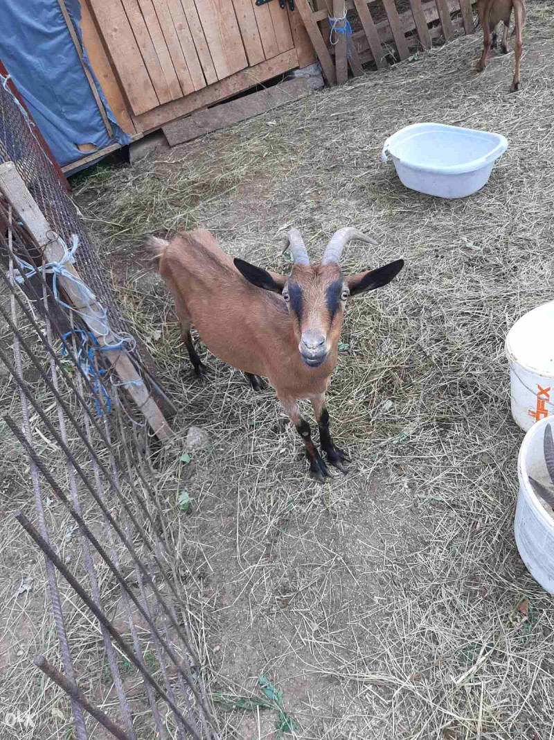 Alpska koza - Koze - OLX.ba