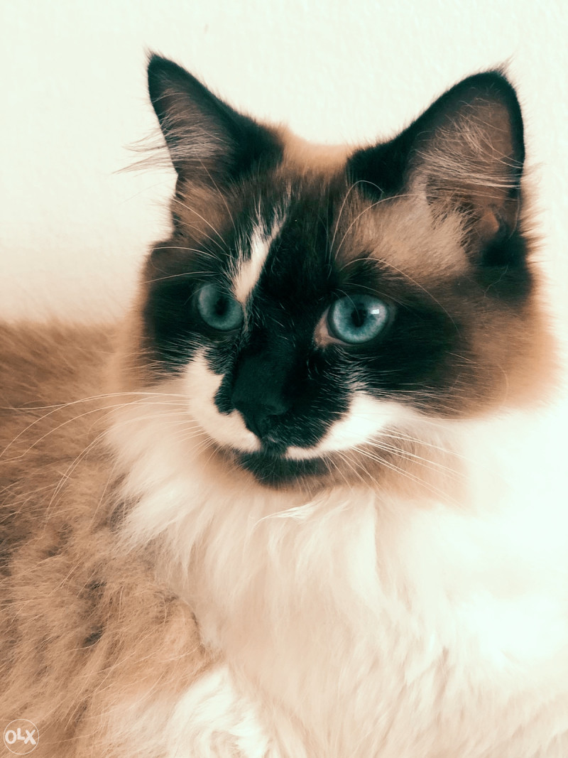 Mačka Ragdoll - Mačke - OLX.ba