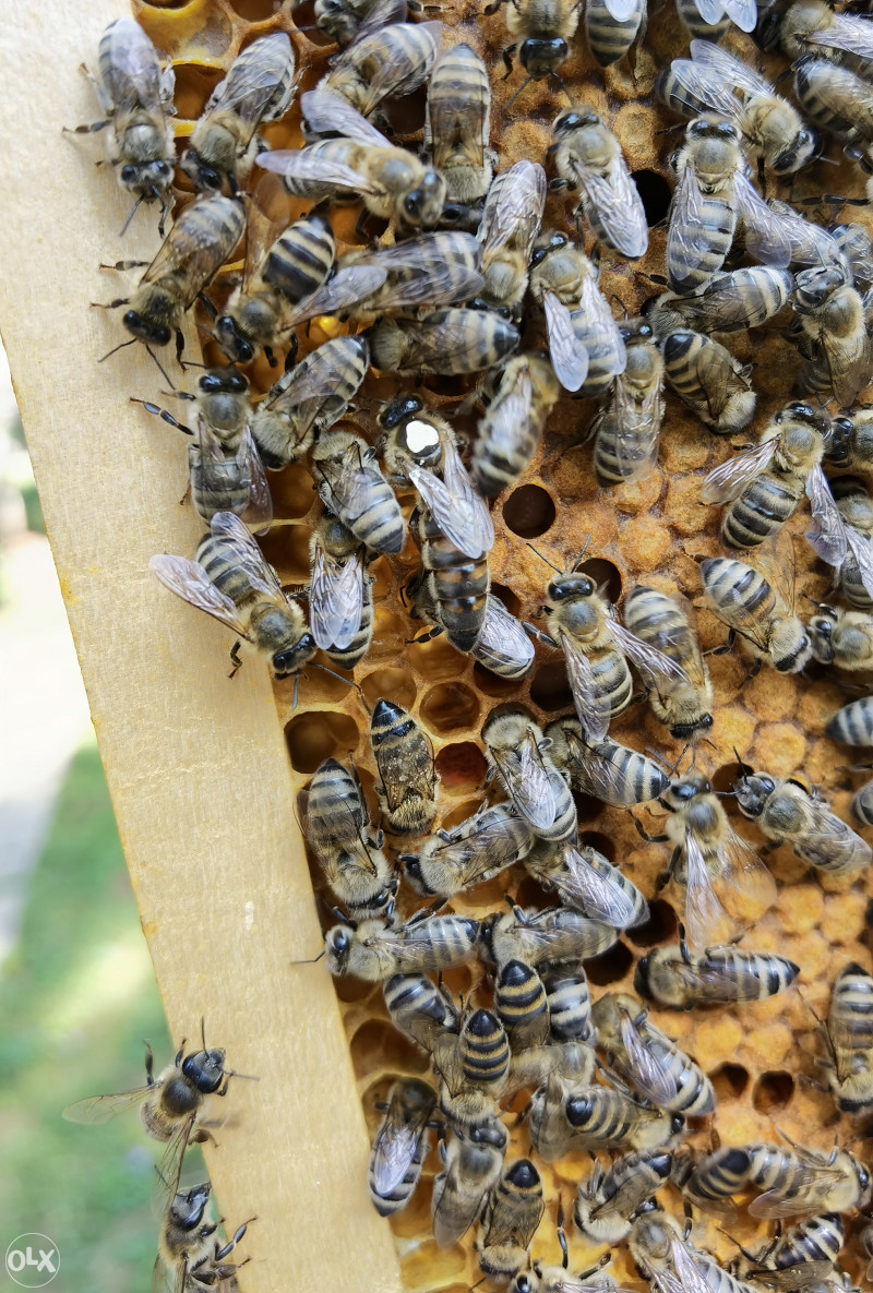 Pčele, Matice, Matica - Pčele - OLX.ba