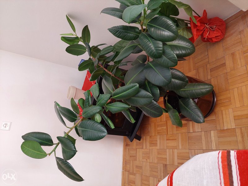 Fikus cvijece - Biljke i cvijeće - OLX.ba