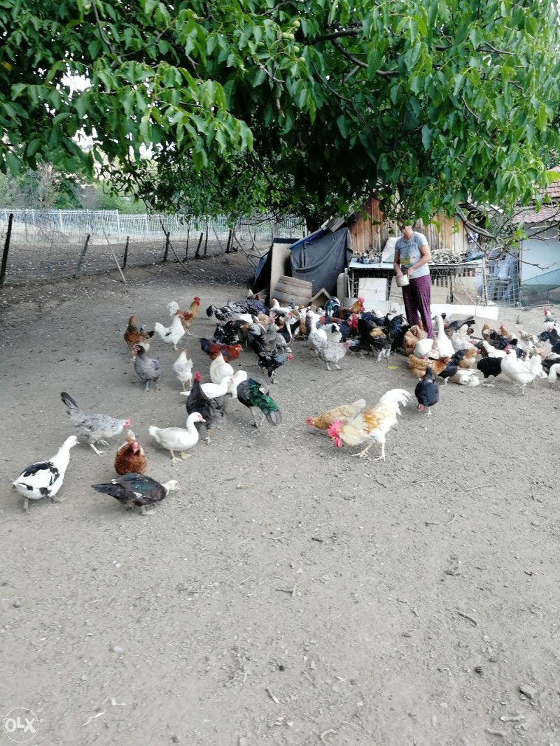 Patke sa pacicima mosunske ruanske..i patke u parovima - Patke - OLX.ba