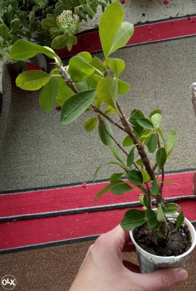 Cvijeće Hristov Trn model 4 - Biljke i cvijeće - OLX.ba