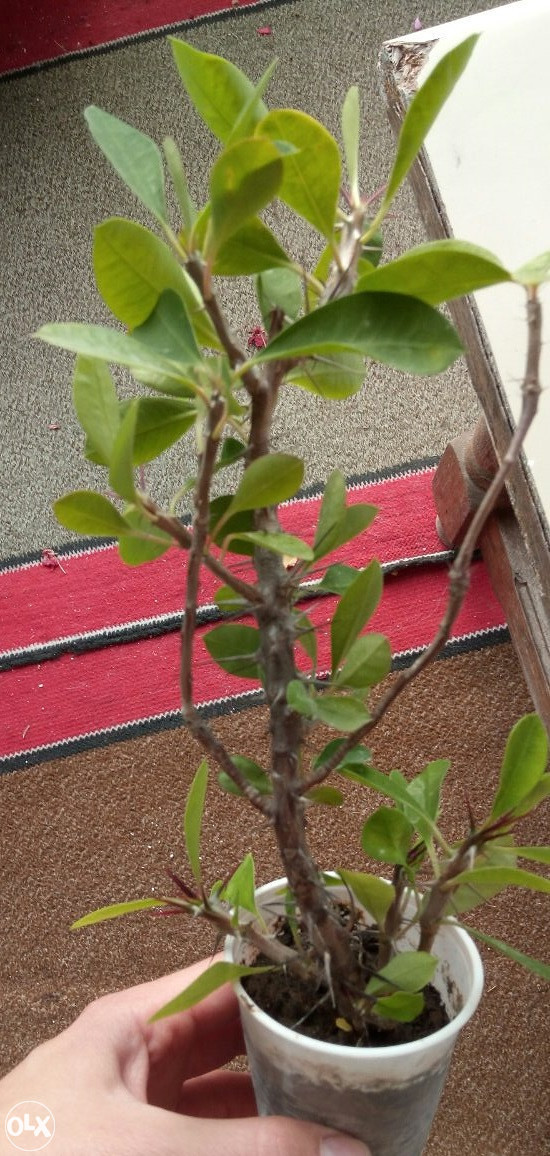 Cvijeće Hristov Trn model 4 - Biljke i cvijeće - OLX.ba