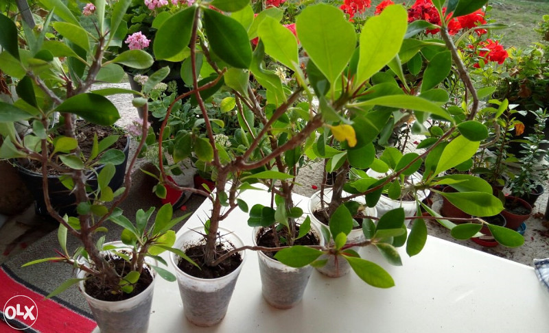 Cvijeće Hristov Trn model 4 - Biljke i cvijeće - OLX.ba