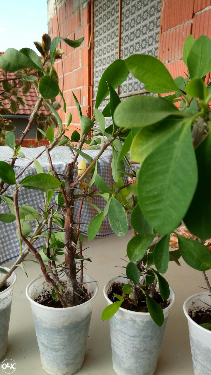 Cvijeće Hristov Trn model 4 - Biljke i cvijeće - OLX.ba