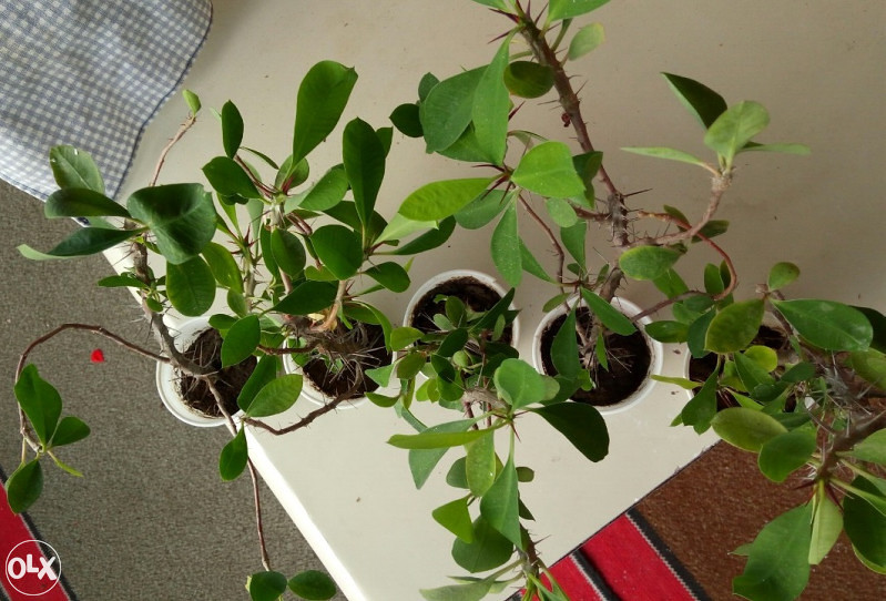 Cvijeće Hristov Trn model 4 - Biljke i cvijeće - OLX.ba