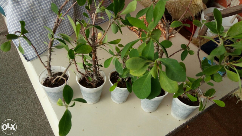 Cvijeće Hristov Trn model 4 - Biljke i cvijeće - OLX.ba