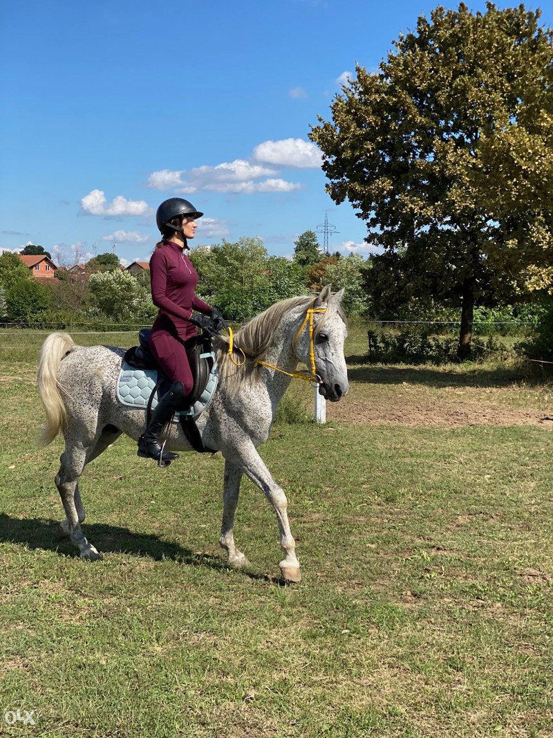 Borički Arapski konj, pastuh. - Konji - OLX.ba