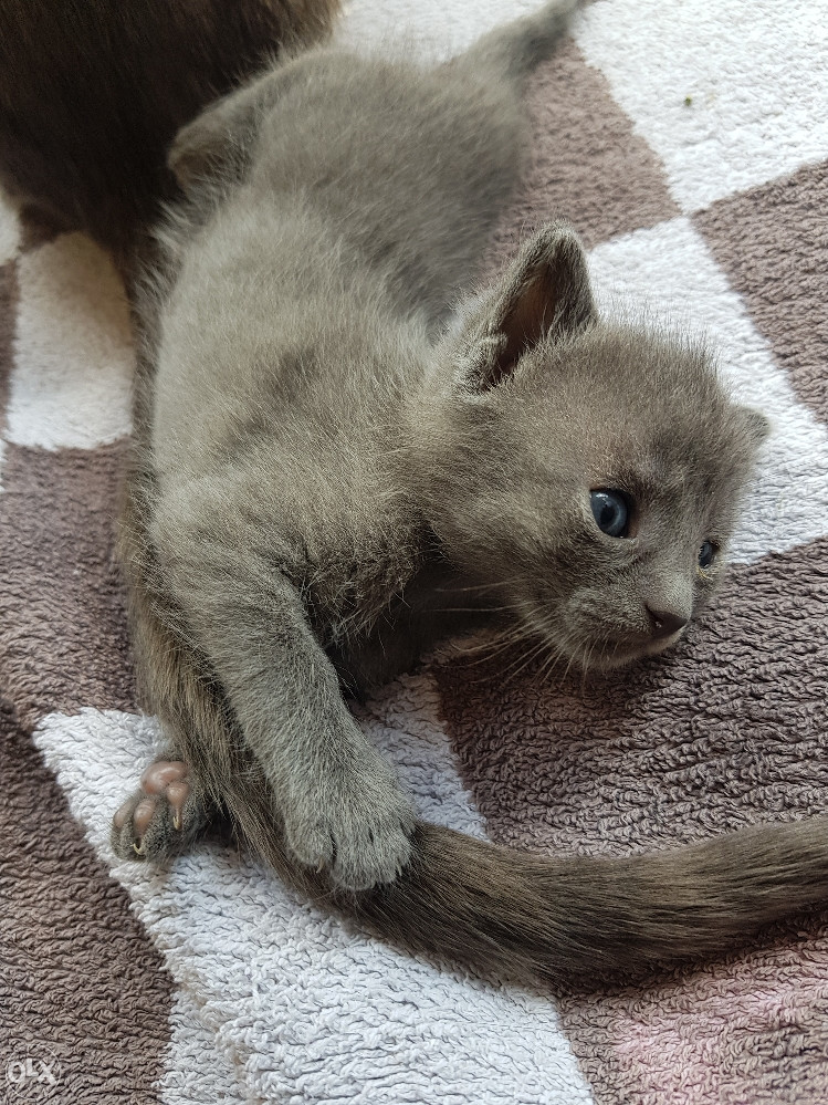 Ruska plava macka - ruski plavi macici -2022 - Mačke - OLX.ba