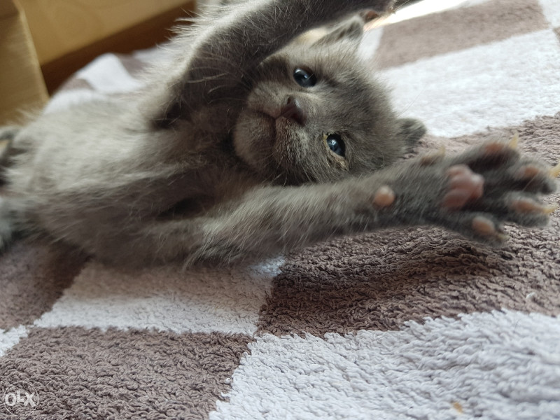 Ruska plava macka - ruski plavi macici -2022 - Mačke - OLX.ba