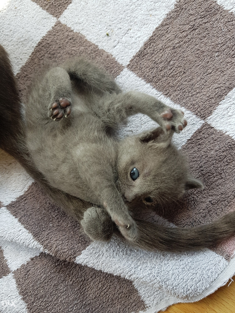 Ruska plava macka - ruski plavi macici -2022 - Mačke - OLX.ba