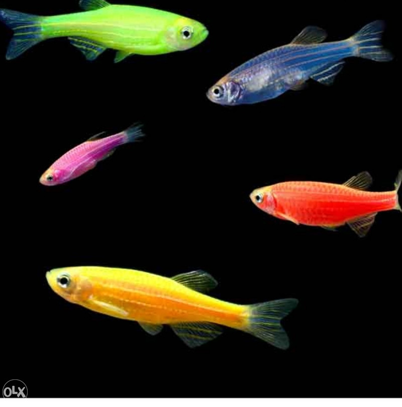 Zebrice raznih boja - Ribice - OLX.ba