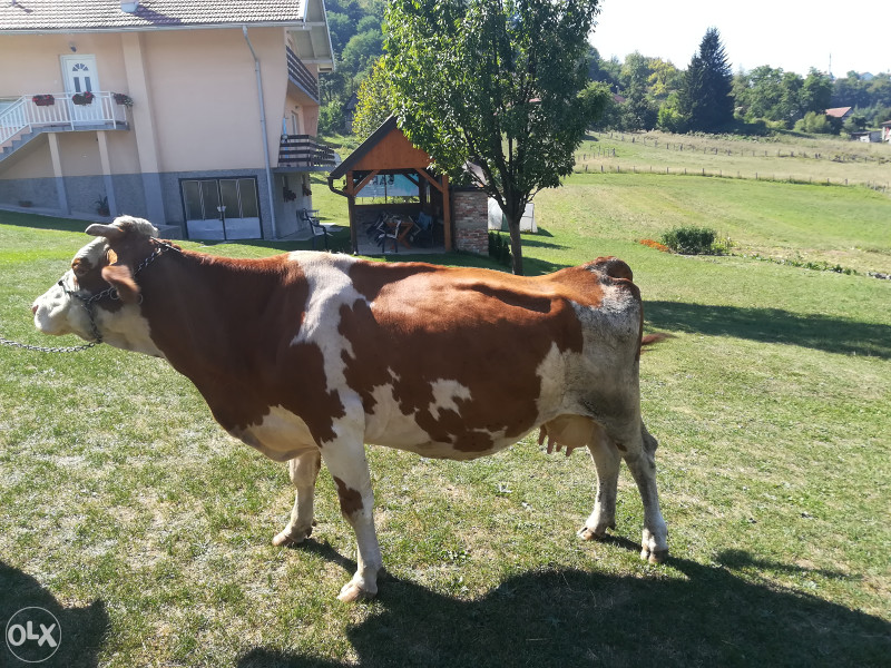 KRAVA STEVANA - Krave - OLX.ba