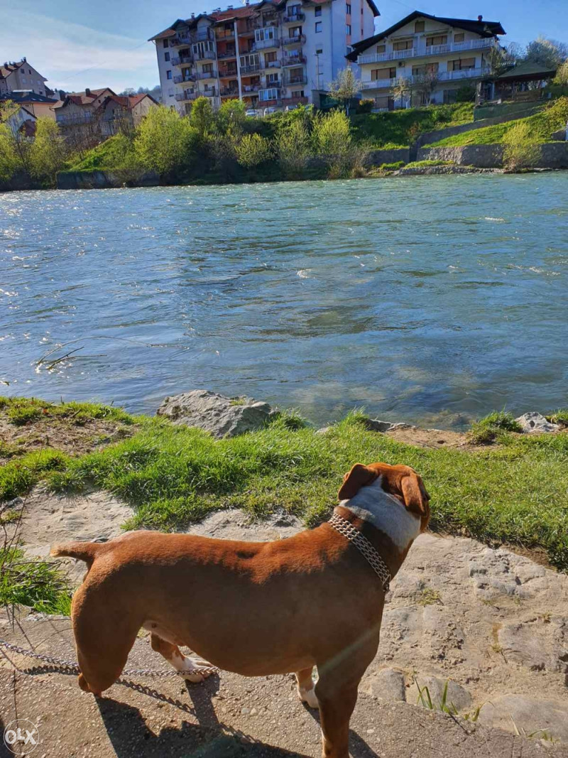 Poklanjam psa - Psi i Štenad - OLX.ba