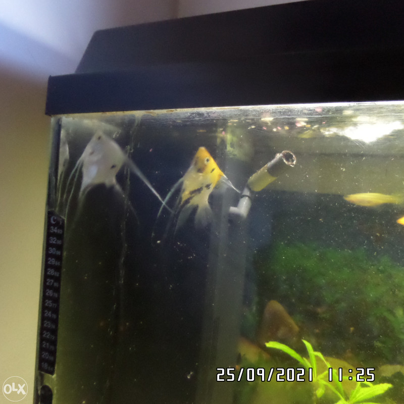 Akvarijum 2 kom.Juwell 96L i manji 27L+ribe i biljke - Akvarijumi - OLX.ba