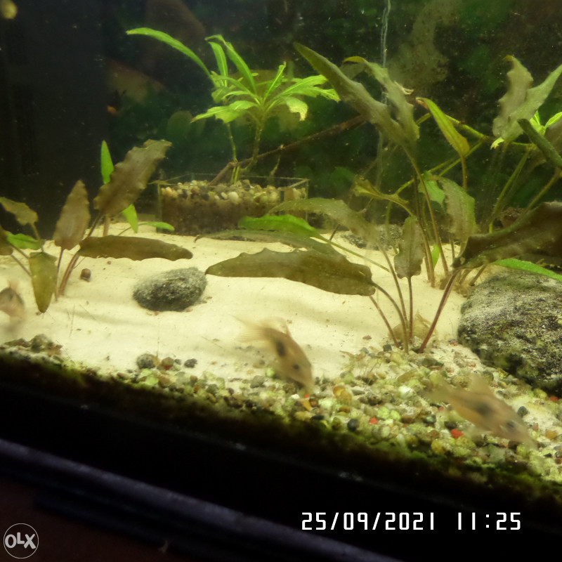 Akvarijum 2 kom.Juwell 96L i manji 27L+ribe i biljke - Akvarijumi - OLX.ba