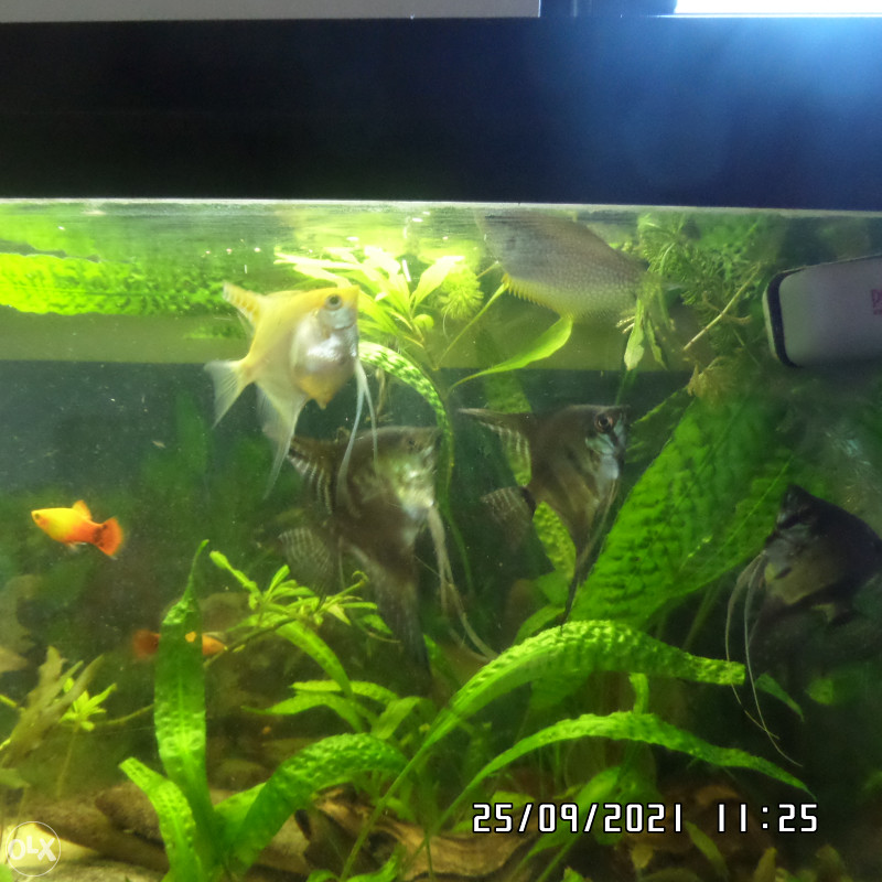 Akvarijum 2 kom.Juwell 96L i manji 27L+ribe i biljke - Akvarijumi - OLX.ba