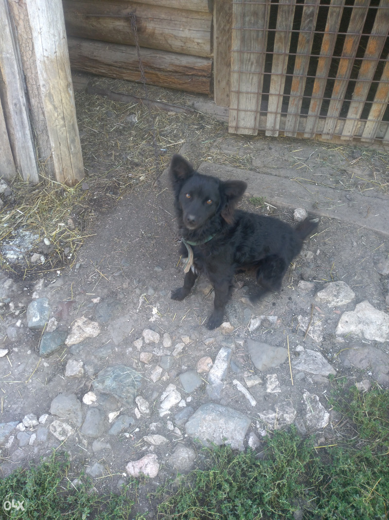 Poklanjam pulina - Psi i Štenad - OLX.ba