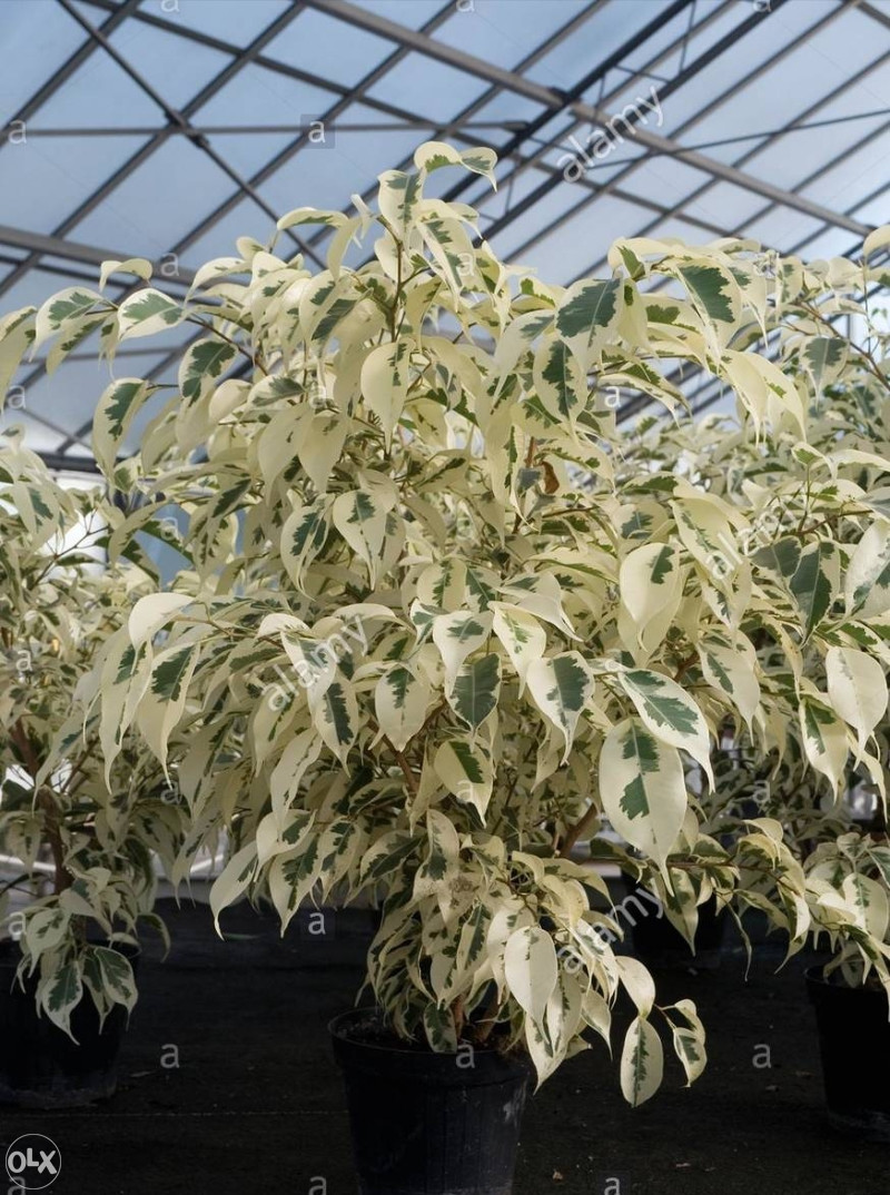 Benjamin šareni - Potražnja - Biljke i cvijeće - OLX.ba