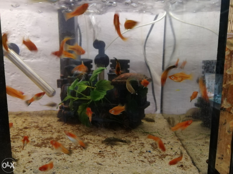 Ksifo ribice - Ribice - OLX.ba