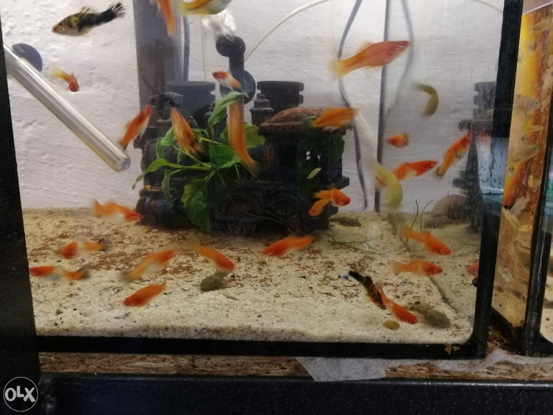 Ksifo ribice - Ribice - OLX.ba