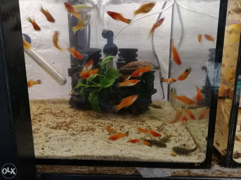 Ksifo ribice - Ribice - OLX.ba