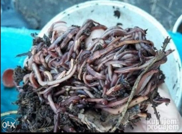 Gliste za pecanje (kalifornijske, kišne i djubretare) - Mamci za ...