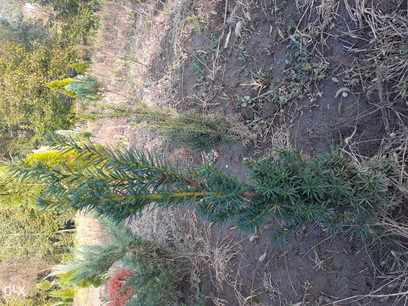 Tisa Ukrasne sadnice - Sadnice - OLX.ba