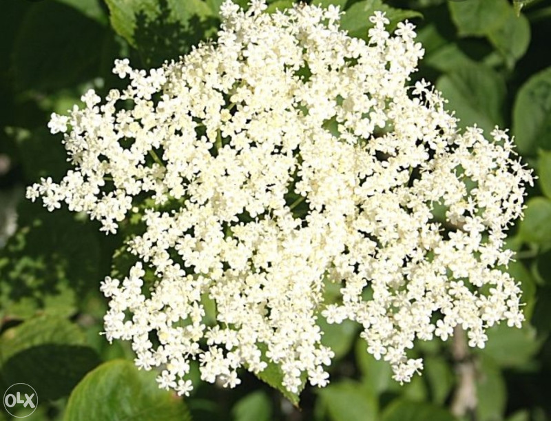 Sadnice zobe, zove, zohve. Sadnica zoba, zova, zohva. - Sadnice - OLX.ba