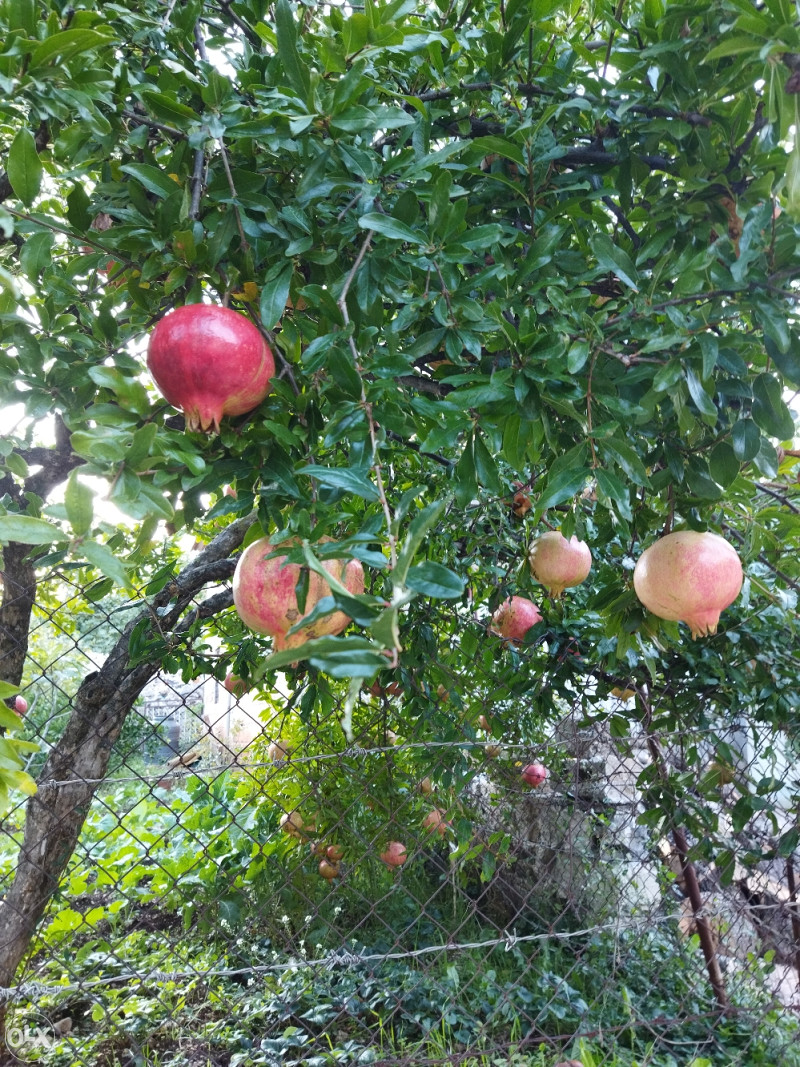 Šipak -nar - Voće - OLX.ba